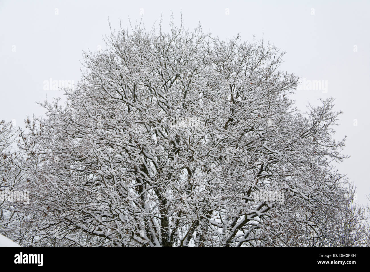 Snow covered Tree branches Acer platanoides Norway Maple Sweden Winter ...