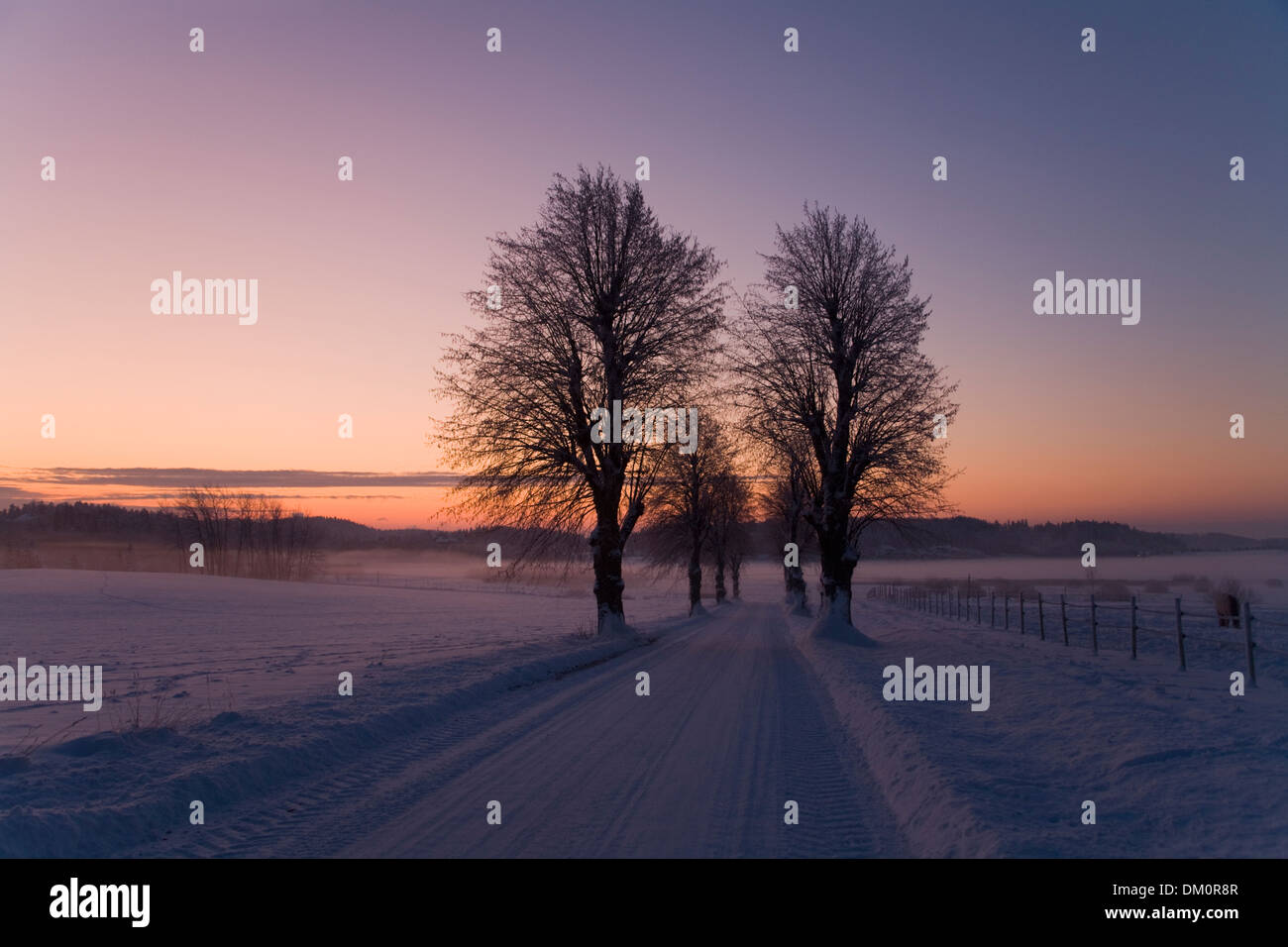 Winter Evening light Landscape with tree avenue Stock Photo - Alamy