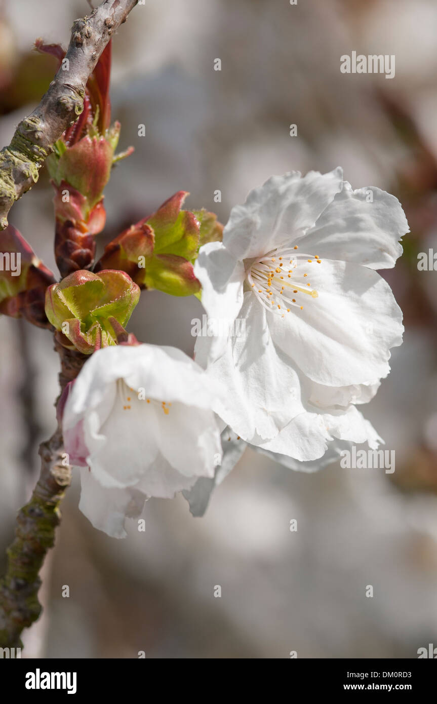 Prunus taihaku flowers hi-res stock photography and images - Alamy