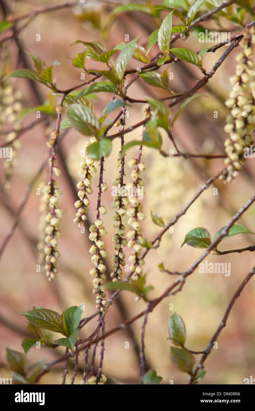 Stachyurus chinensis hi-res stock photography and images - Alamy