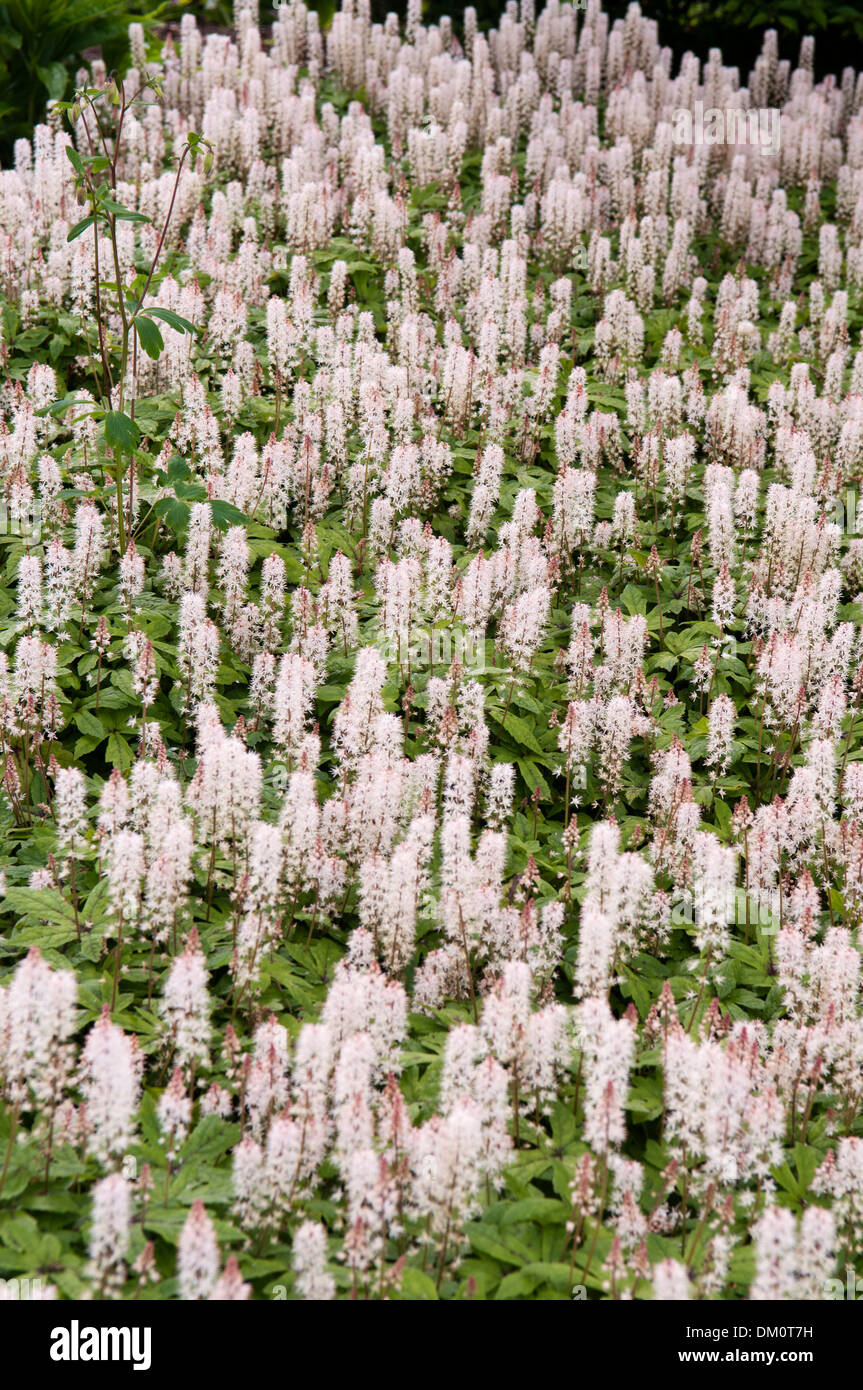 Tiarella hi-res stock photography and images - Alamy