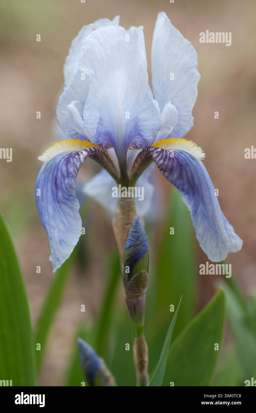 Iris florentina root hi-res stock photography and images - Alamy