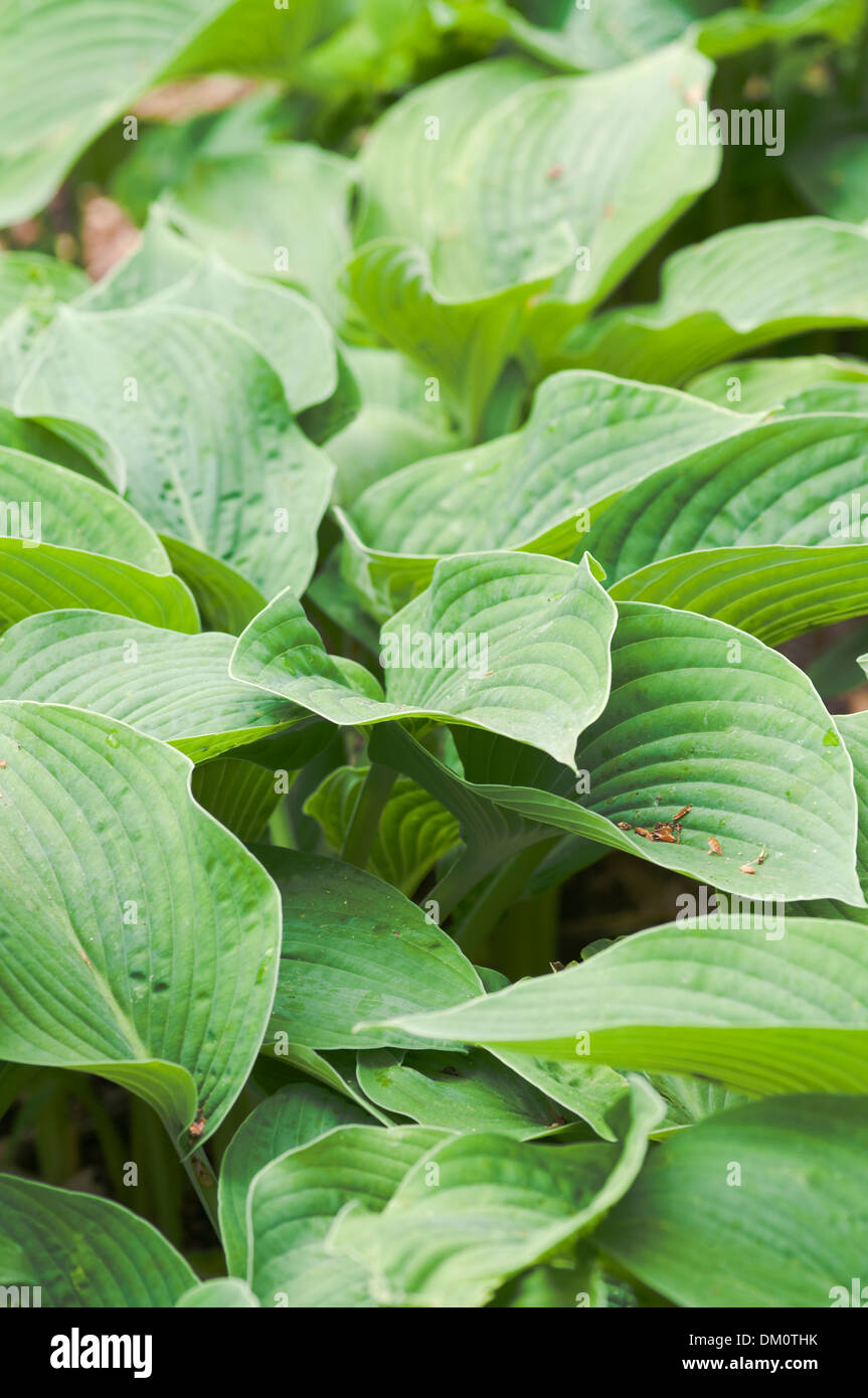 HOSTA FORTUNEI VAR RUGOSA Stock Photo - Alamy