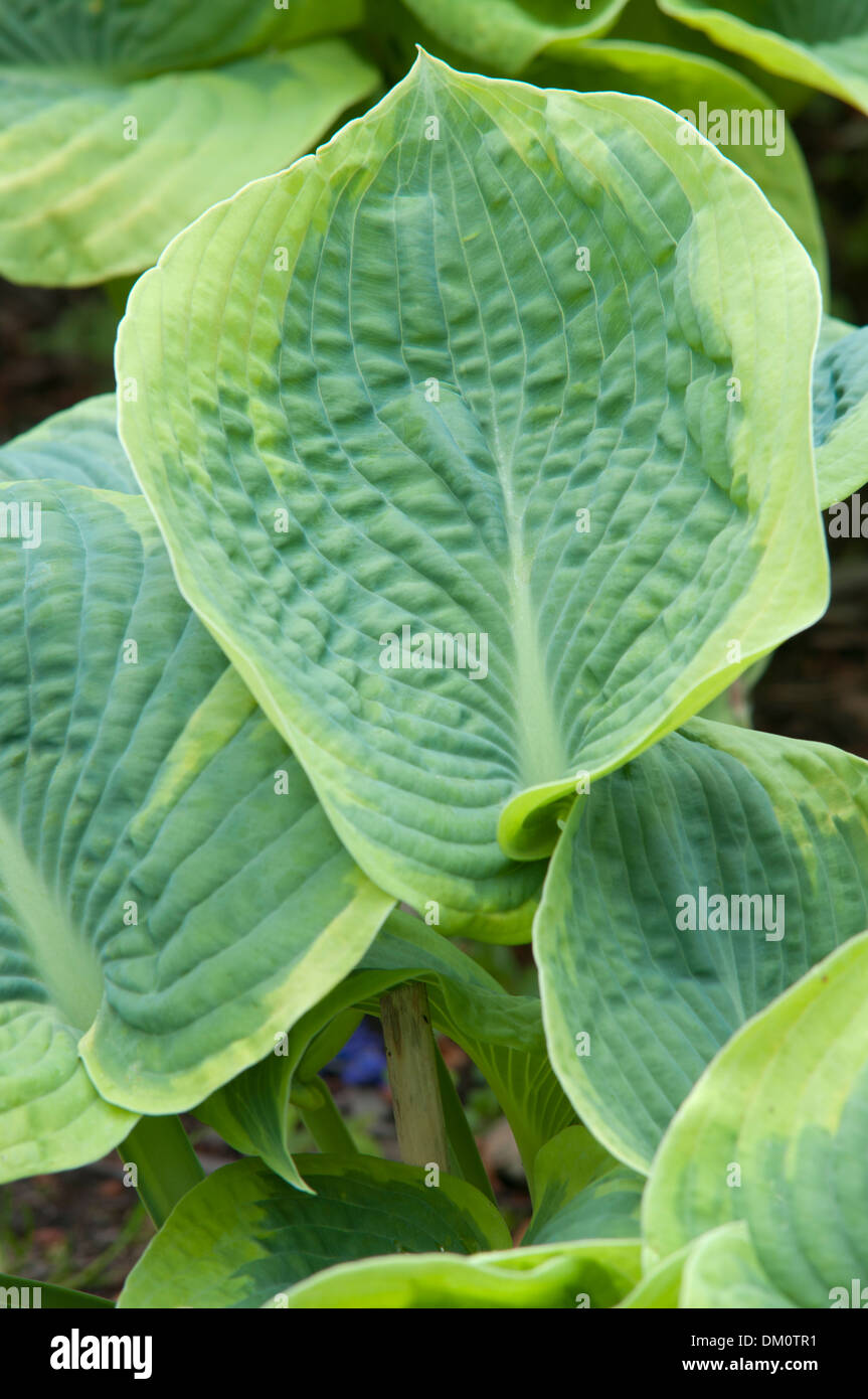 Hosta tokudama aureonebulosa hi-res stock photography and images - Alamy