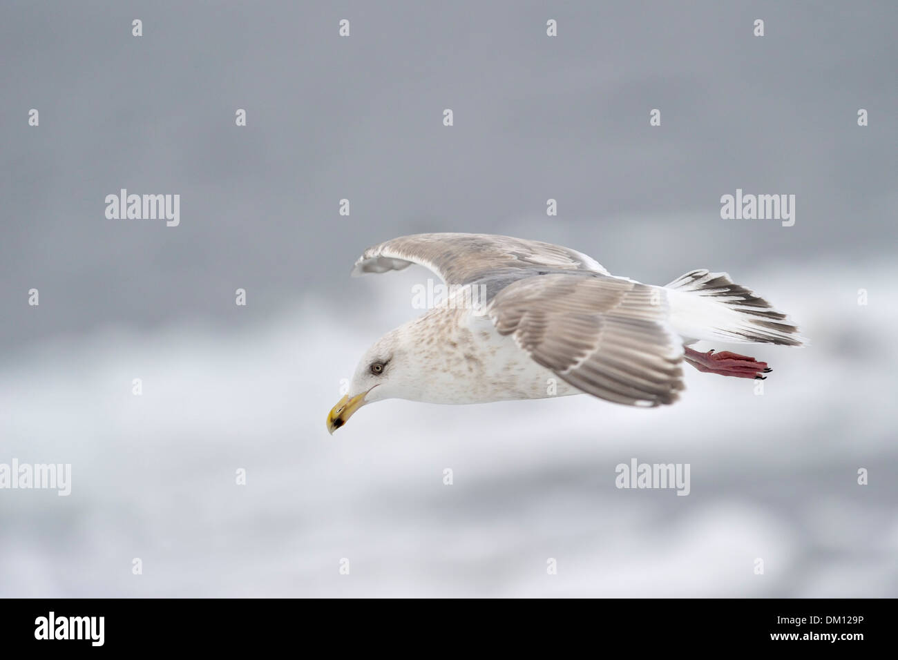 Thayer's Gull (Larus Thayeri) flying above pack-ice, Rausu, Hokkaido ...