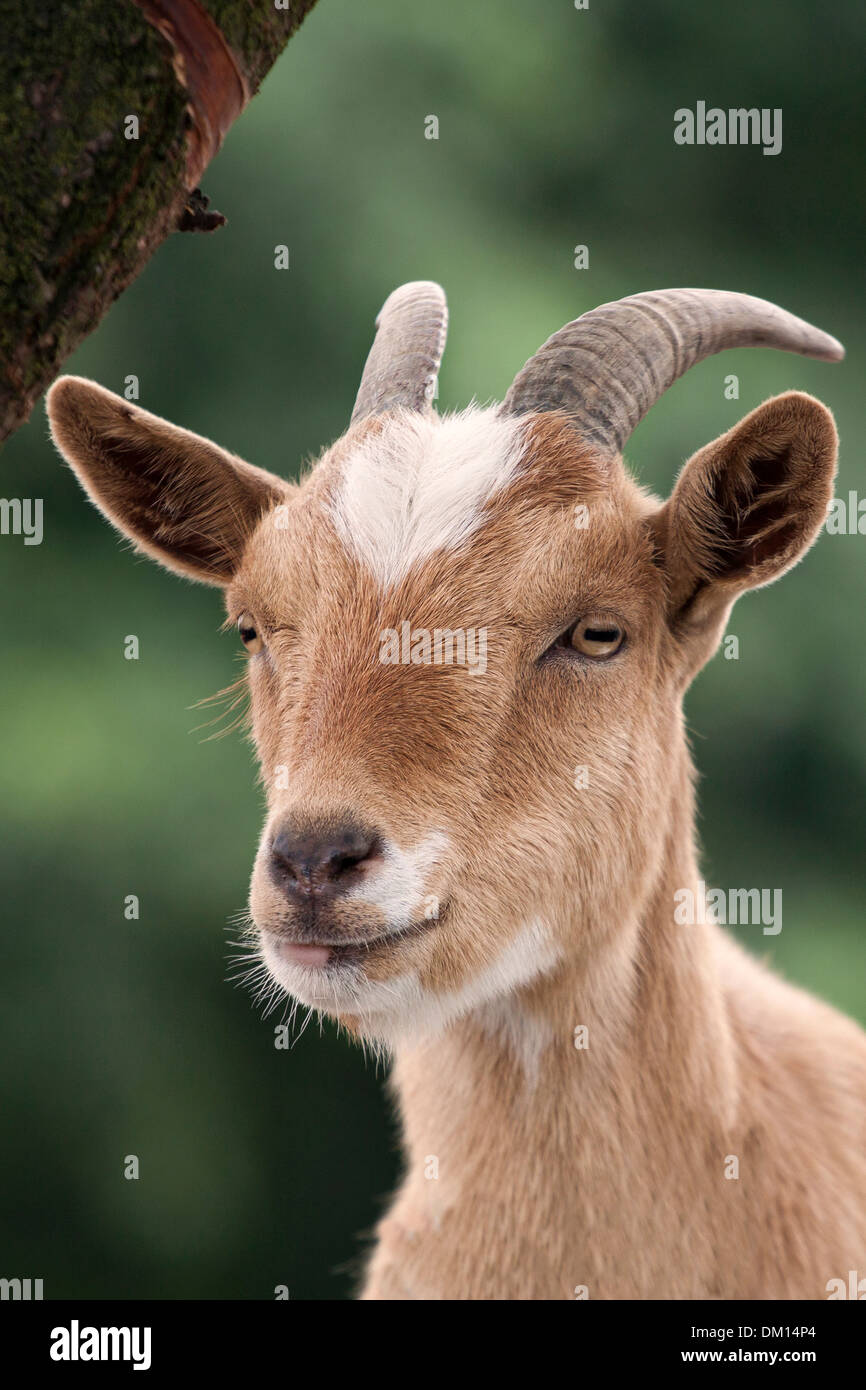 Goat in the wild Stock Photo - Alamy