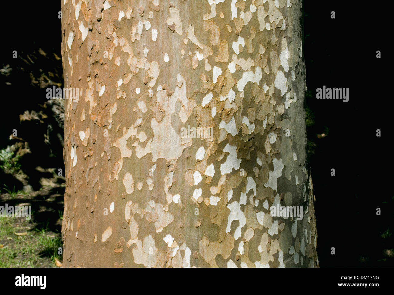 plane tree bark Stock Photo - Alamy