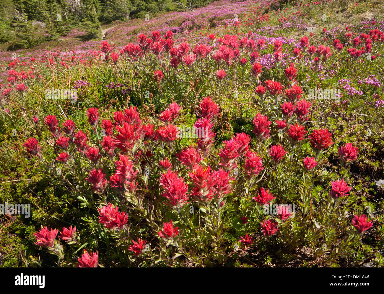OREGON - Brightly colored paintbrush and heather in a meadow along the ...