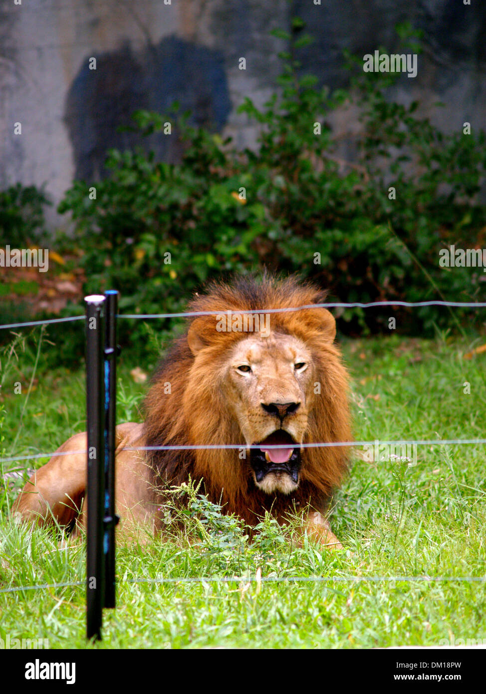 Animal In Zoo Stock Photo - Alamy