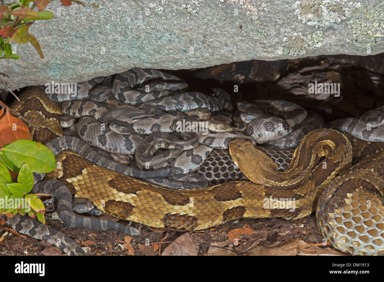 Timber rattlesnakes, Crotalus horridus, adult females and newborn young ...