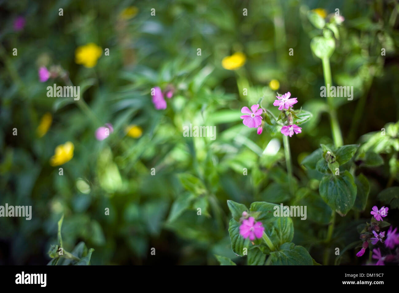 Wild flowers and plants growing in a Welsh garden Stock Photo - Alamy