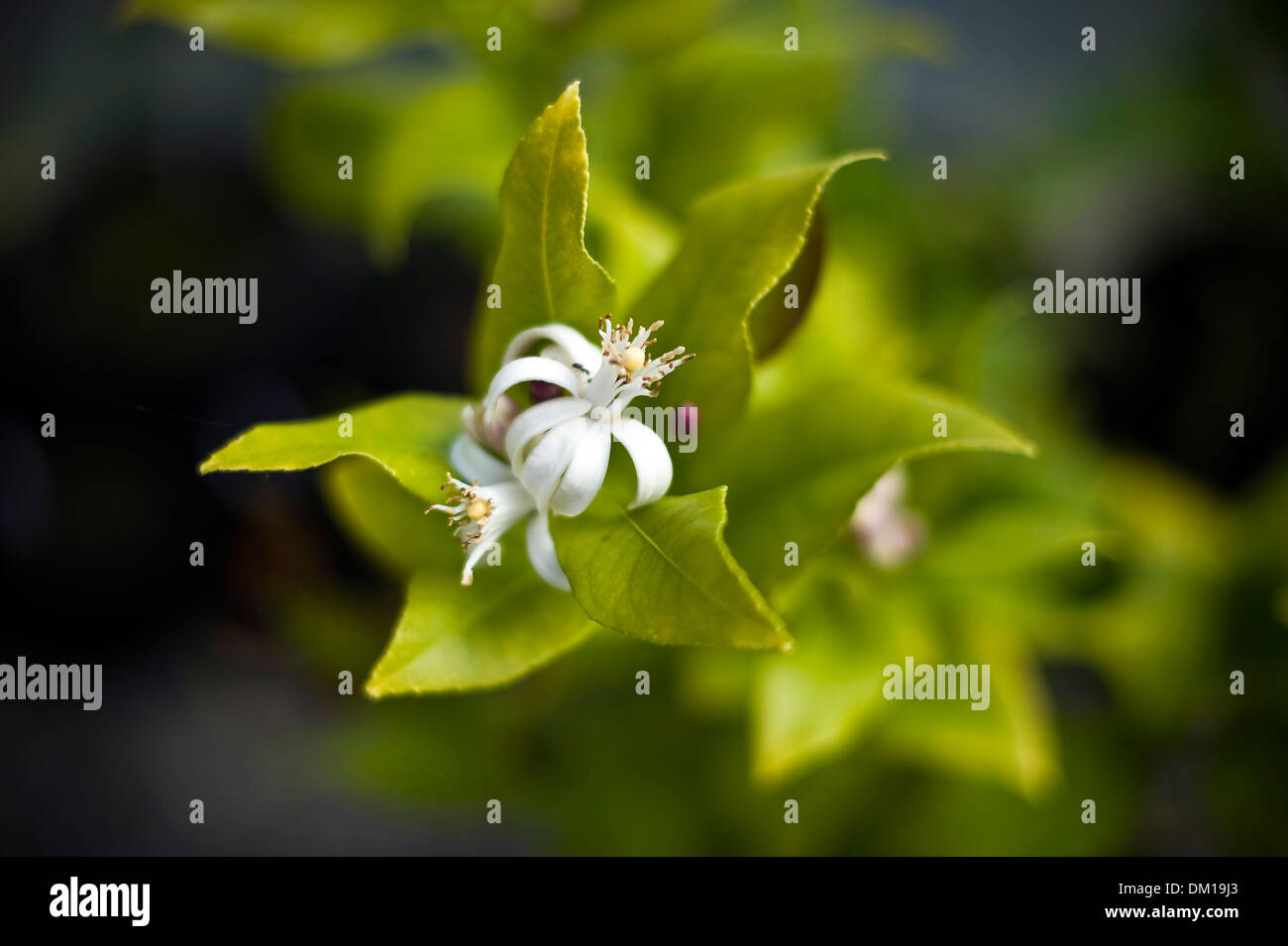 Wild flowers and plants growing in a Welsh garden Stock Photo - Alamy