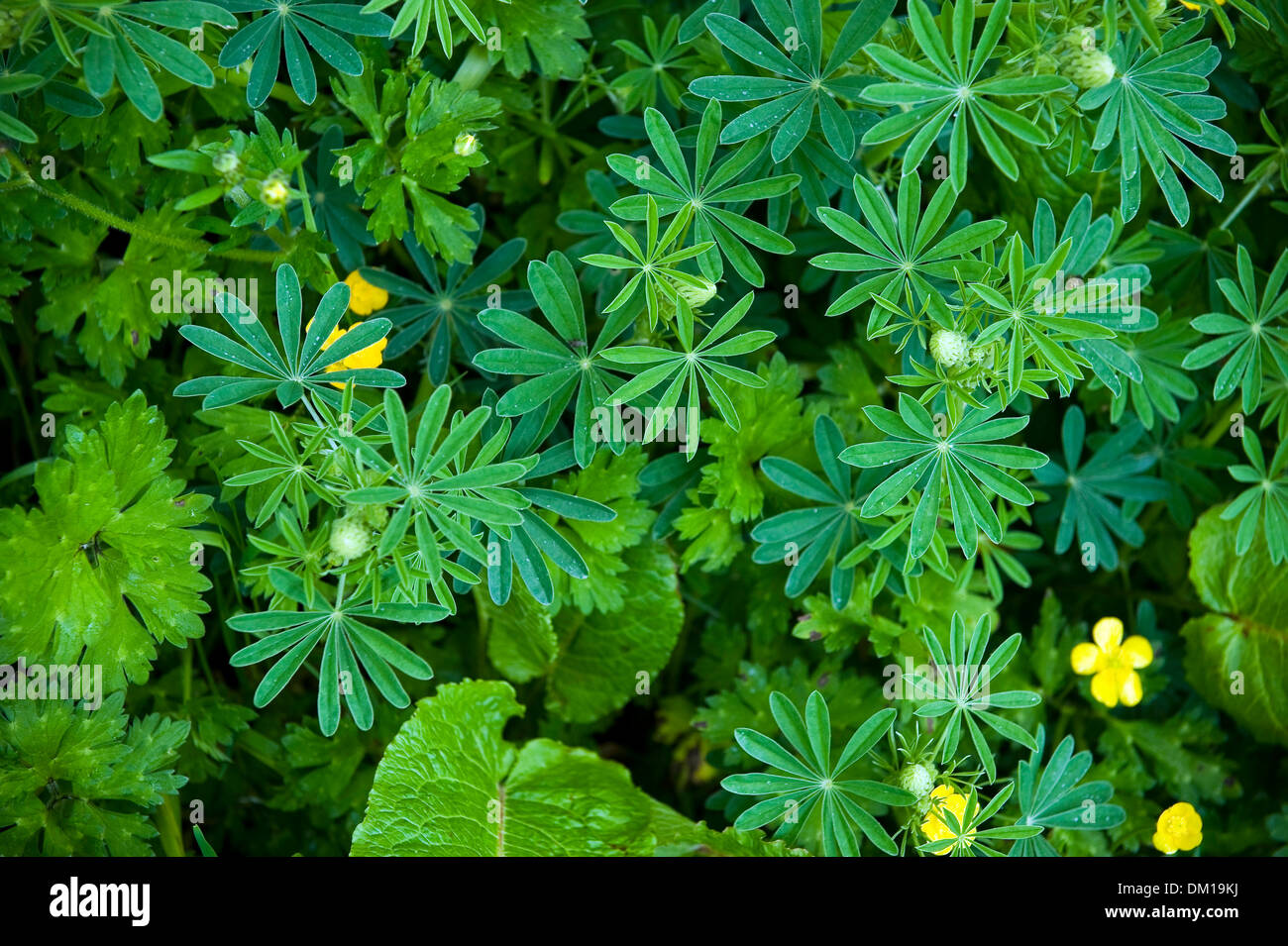 Wild flowers and plants growing in a Welsh garden Stock Photo - Alamy