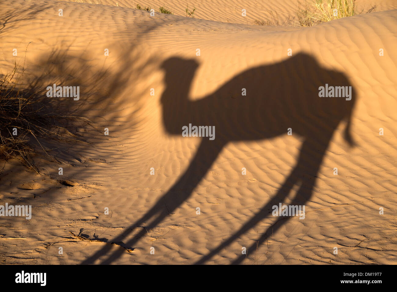 Camel shadow desert hi-res stock photography and images - Alamy