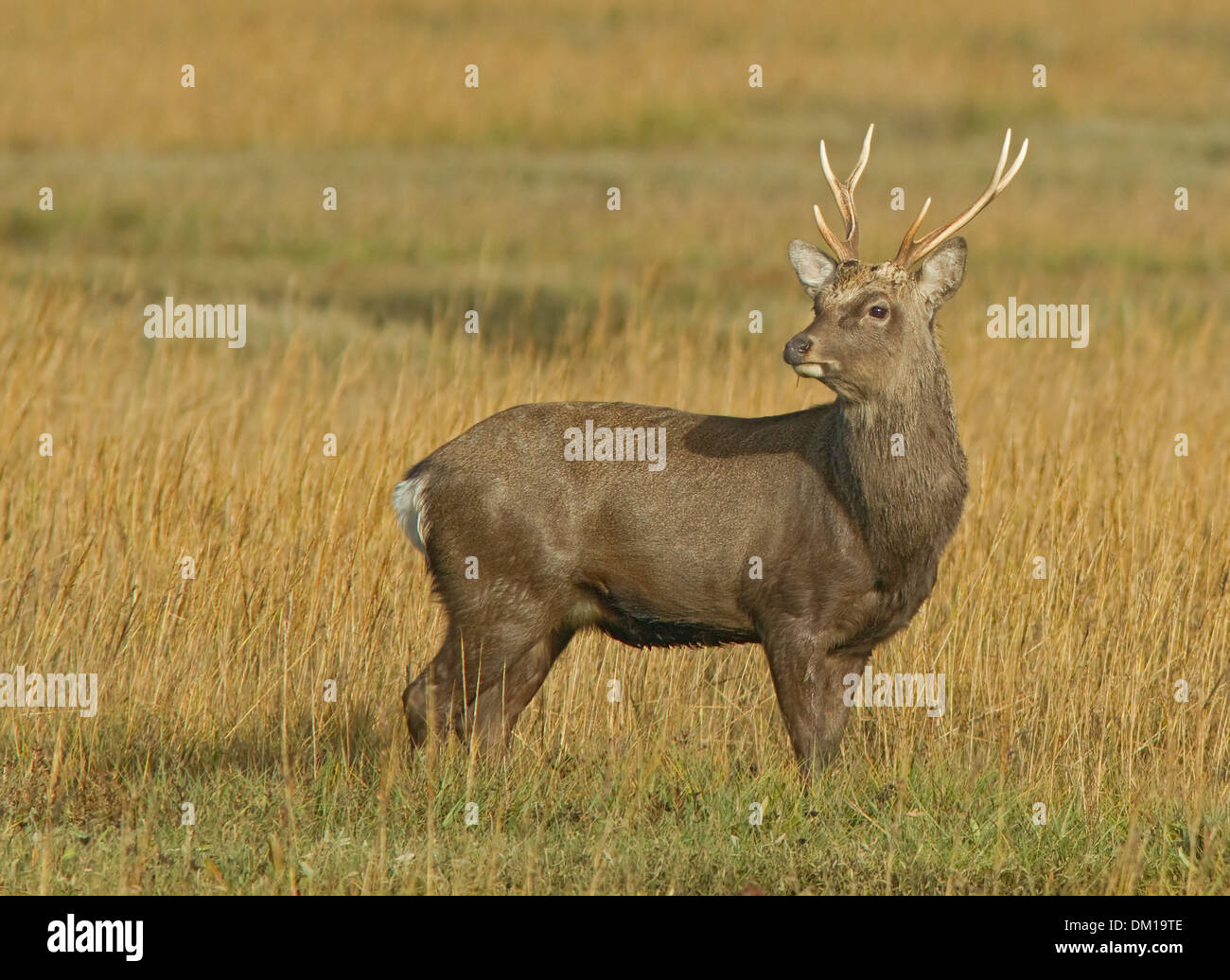 sika deer stag Stock Photo - Alamy