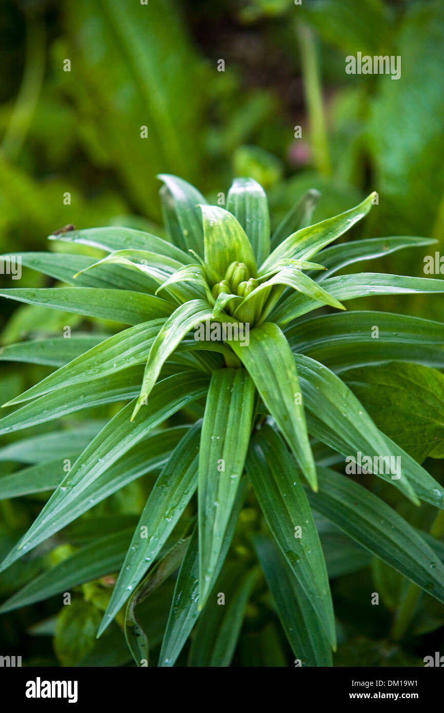 Wild flowers and plants growing in a Welsh garden Stock Photo - Alamy