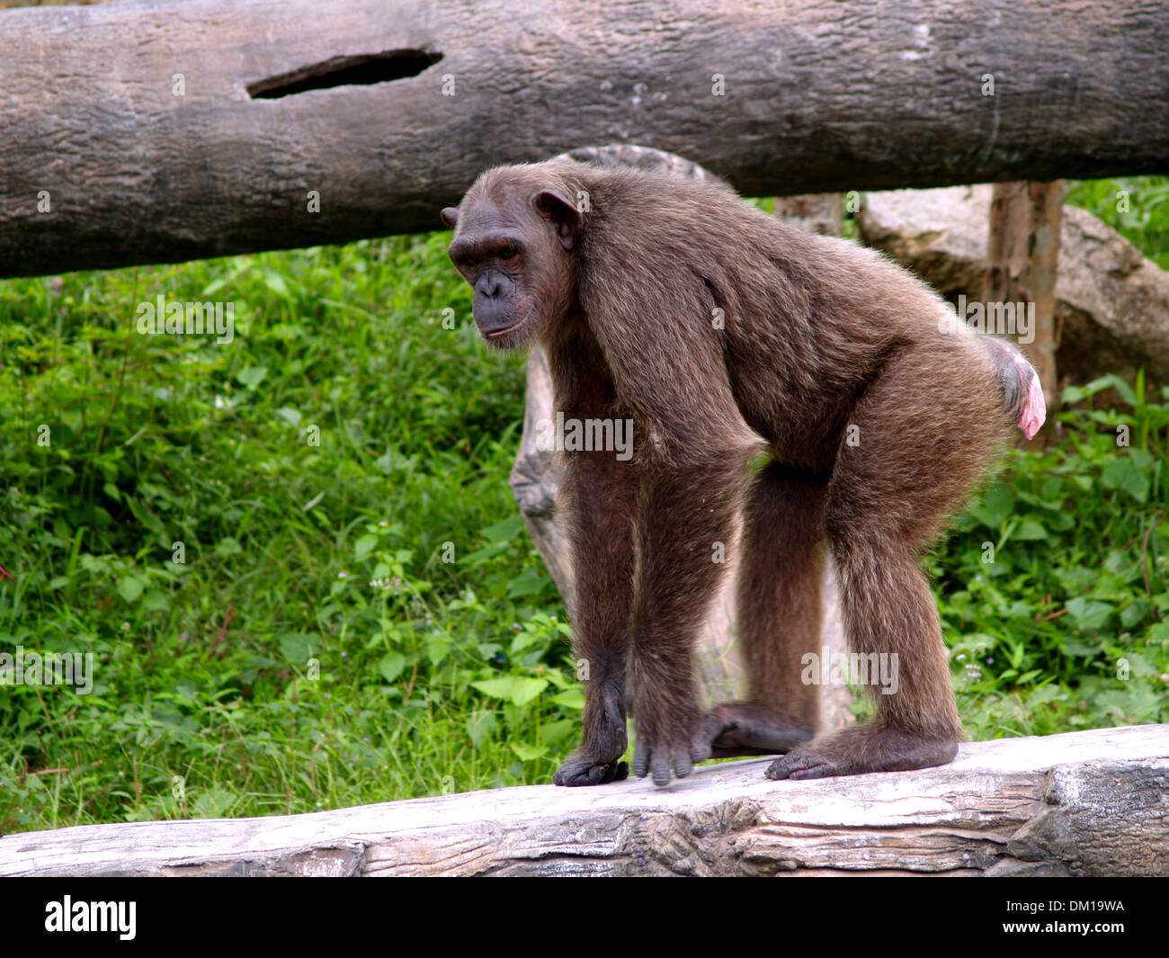Animal In Zoo Stock Photo - Alamy