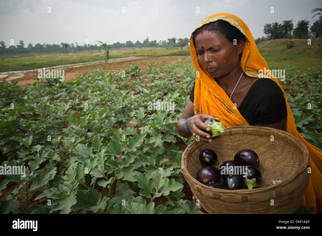 Woman farmer in Bihar State, India Stock Photo - Alamy