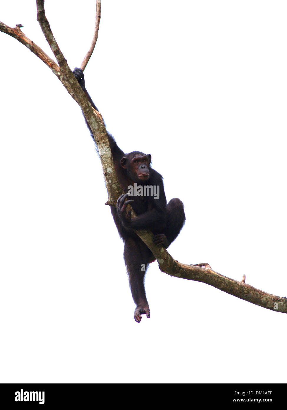 Animal In Zoo Stock Photo - Alamy