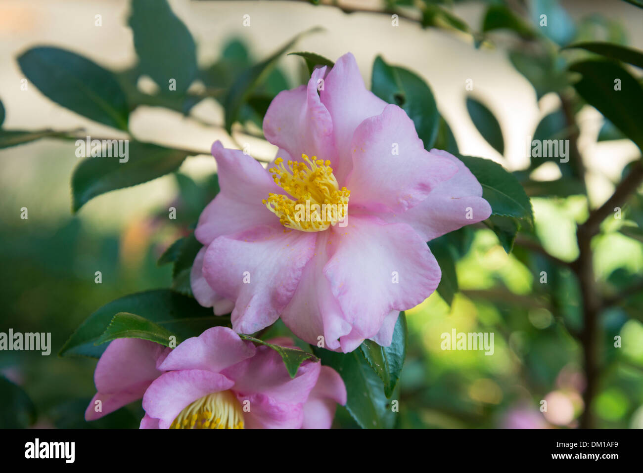 Camellia in garden hi-res stock photography and images - Alamy