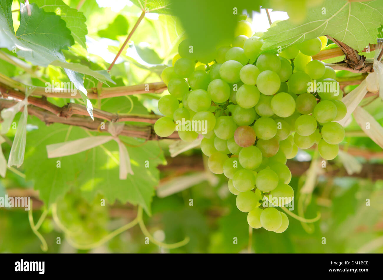 Grapes and grape leaves on the vine hi-res stock photography and images ...