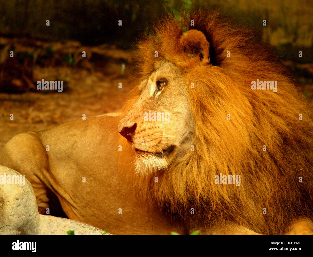 Animal In Zoo Stock Photo - Alamy