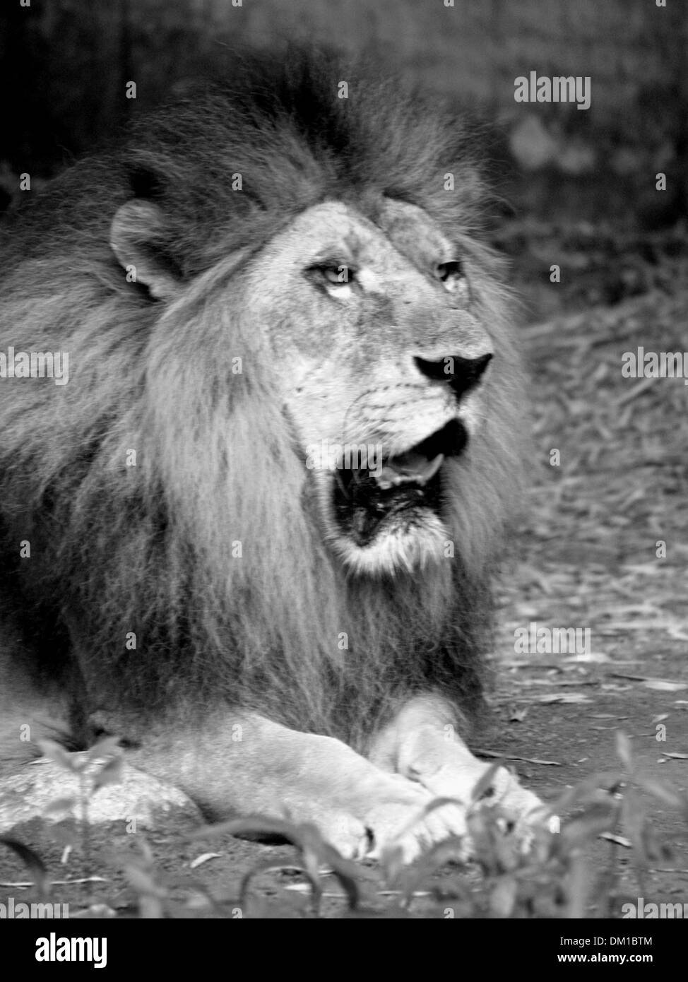 Animal In Zoo Stock Photo - Alamy