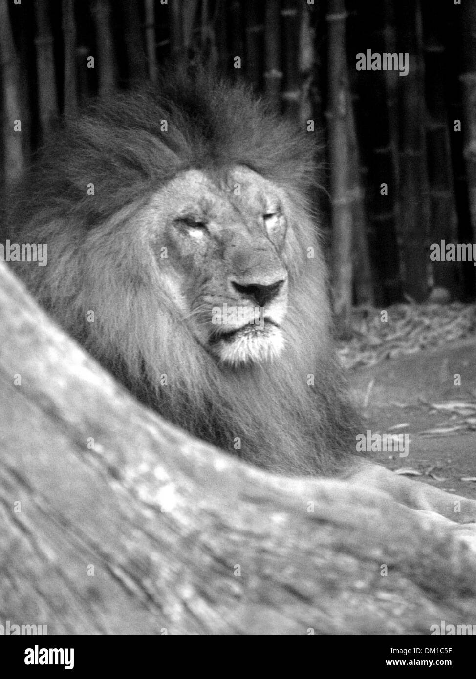 Animal In Zoo Stock Photo - Alamy