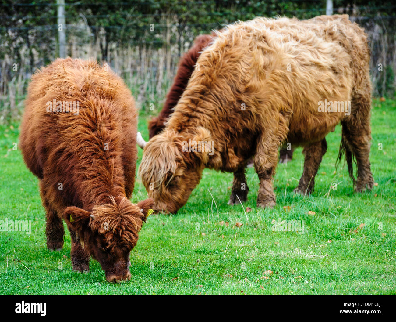Highland cattle grazing Stock Photo - Alamy