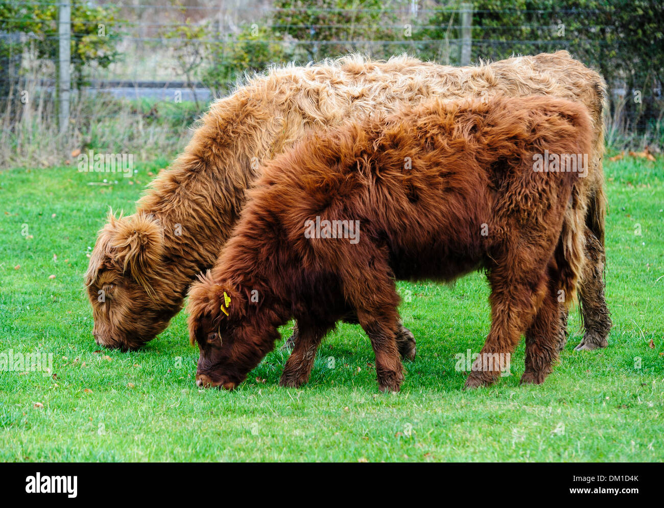 Rough grazing where cattle graze hi-res stock photography and images ...