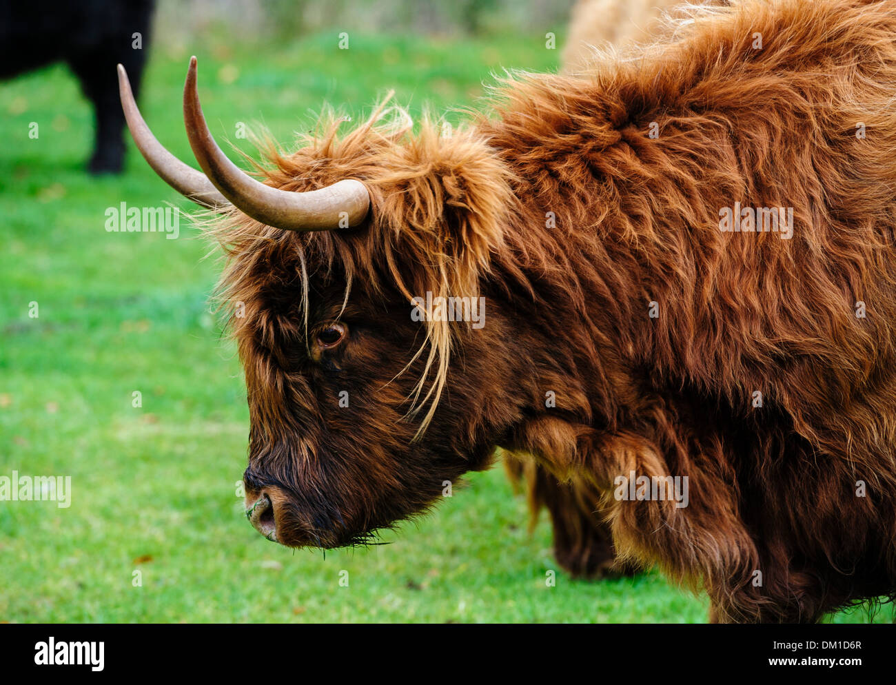 Highland cow portrait Stock Photo - Alamy