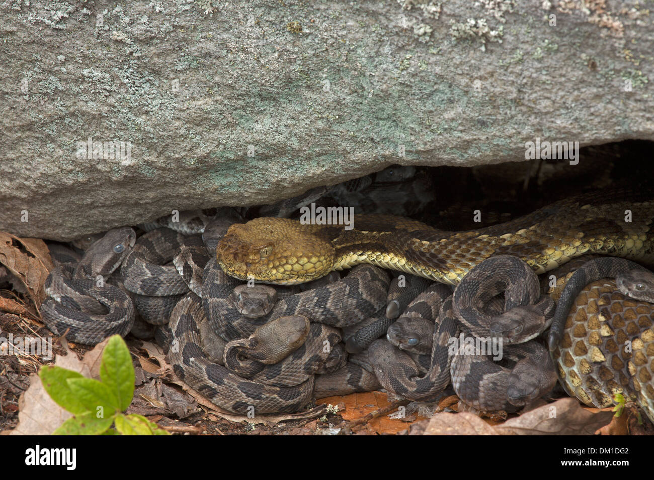 Timber rattlesnakes, Crotalus horridus, adult females and newborn young, Pennsylvania Stock ...