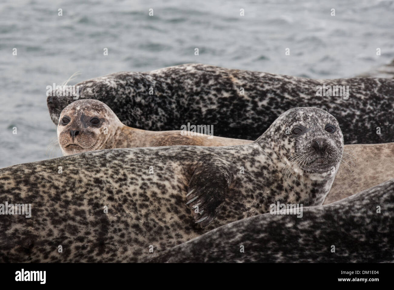 Common Seal also known as Harbor (or Harbour) Seal Phoca vitulina ...