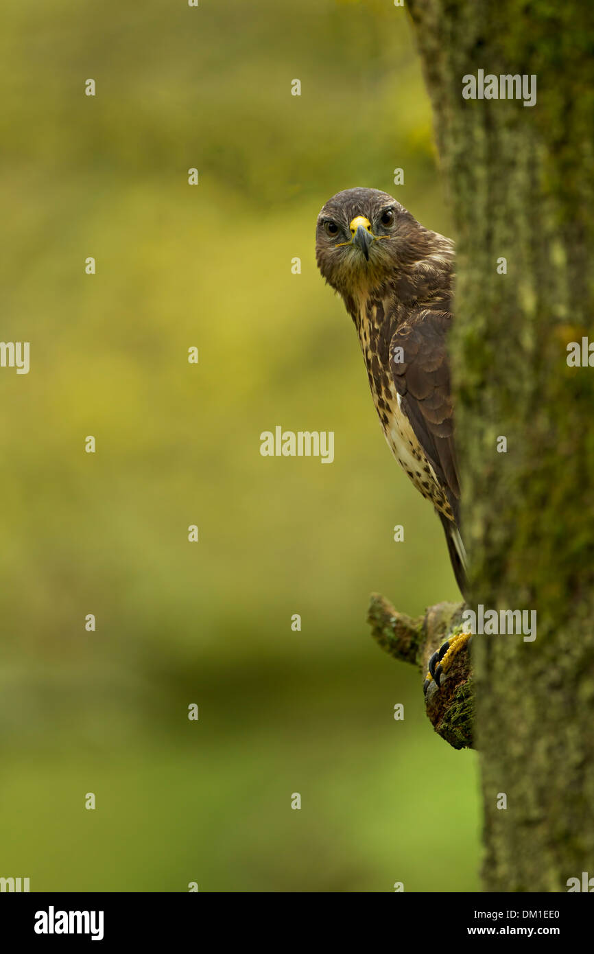 Buzzard looking out from behind a tree, Northamptonshire, England, UK ...