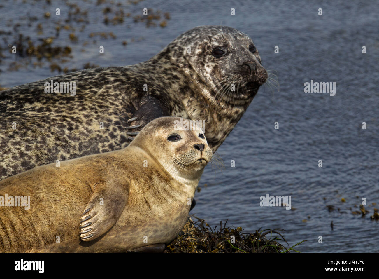 Common Seal also known as Harbor (or Harbour) Seal Phoca vitulina ...