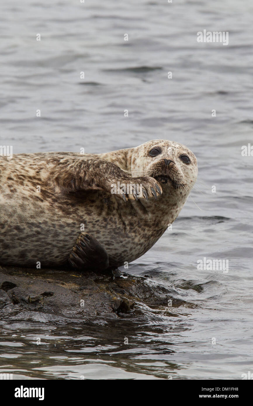 Common Seal also known as Harbor (or Harbour) Seal Phoca vitulina ...