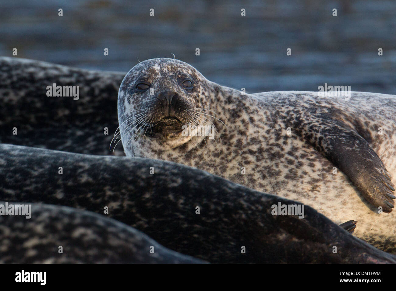 Common Seal also known as Harbor (or Harbour) Seal Phoca vitulina ...