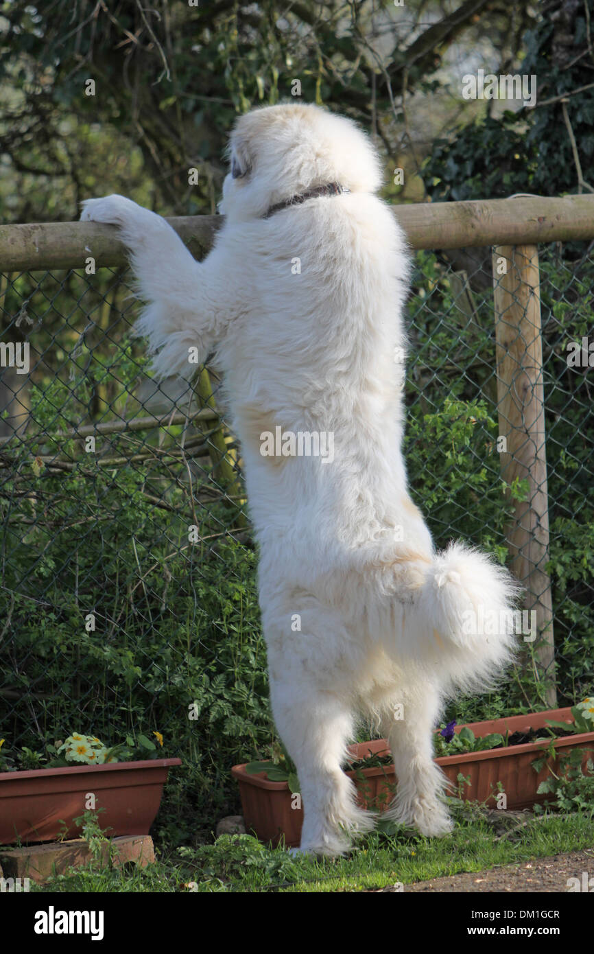 Pyrenean Mountain Dog standing on it's hind legs at a fence Stock Photo ...