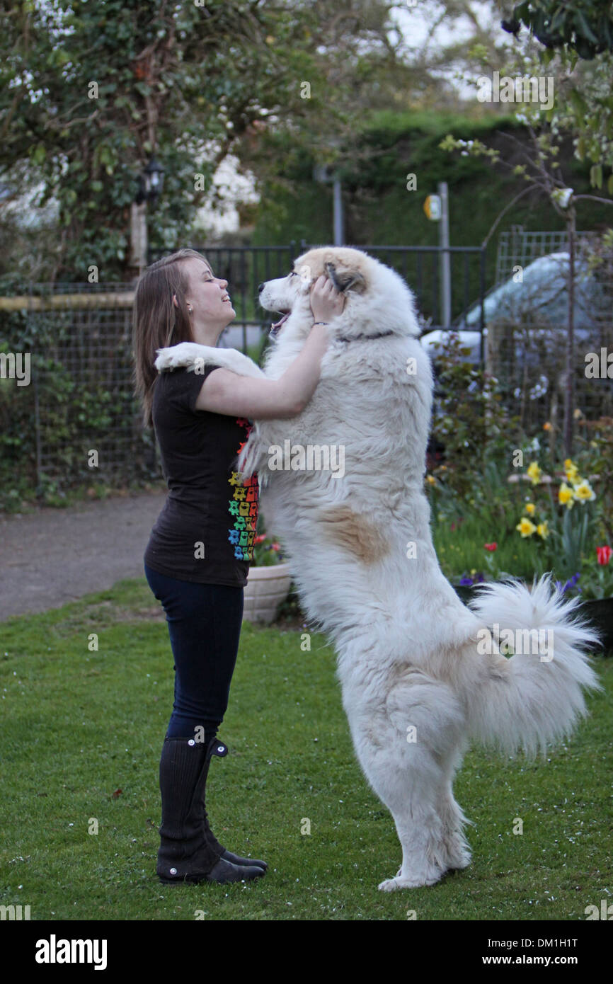 Pyrenean Mountain Dog standing on it's hind legs against a teenage girl ...