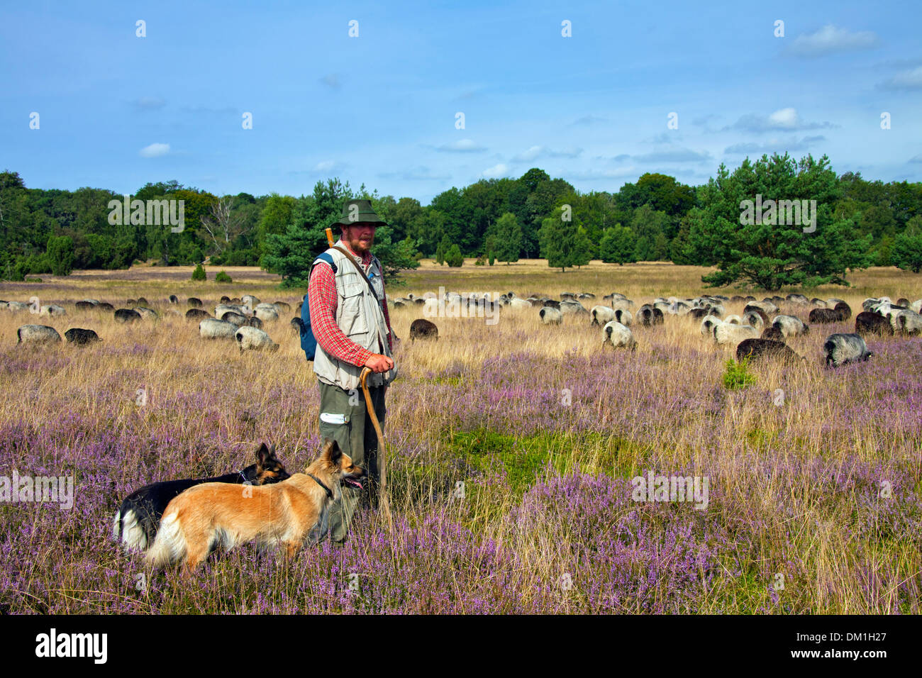 Sheep dog herding sheep hi-res stock photography and images - Alamy