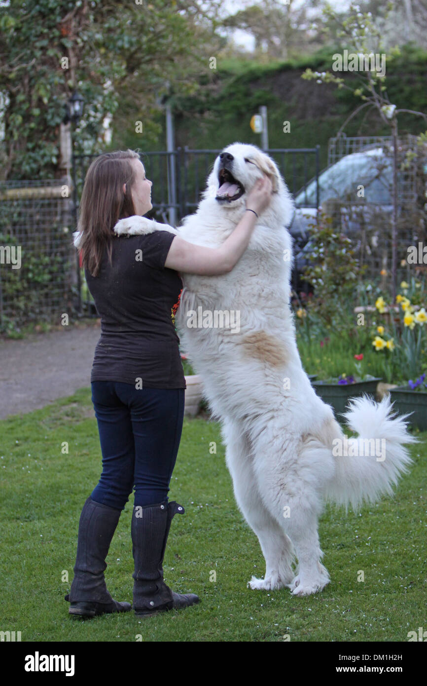 Pyrenean Mountain Dog standing on it's hind legs against a teenage girl ...