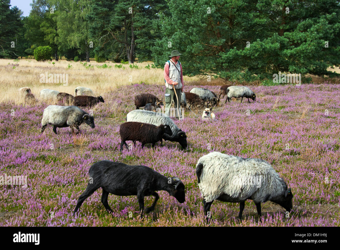 Shepherd sheep dog herding sheep hi-res stock photography and images ...