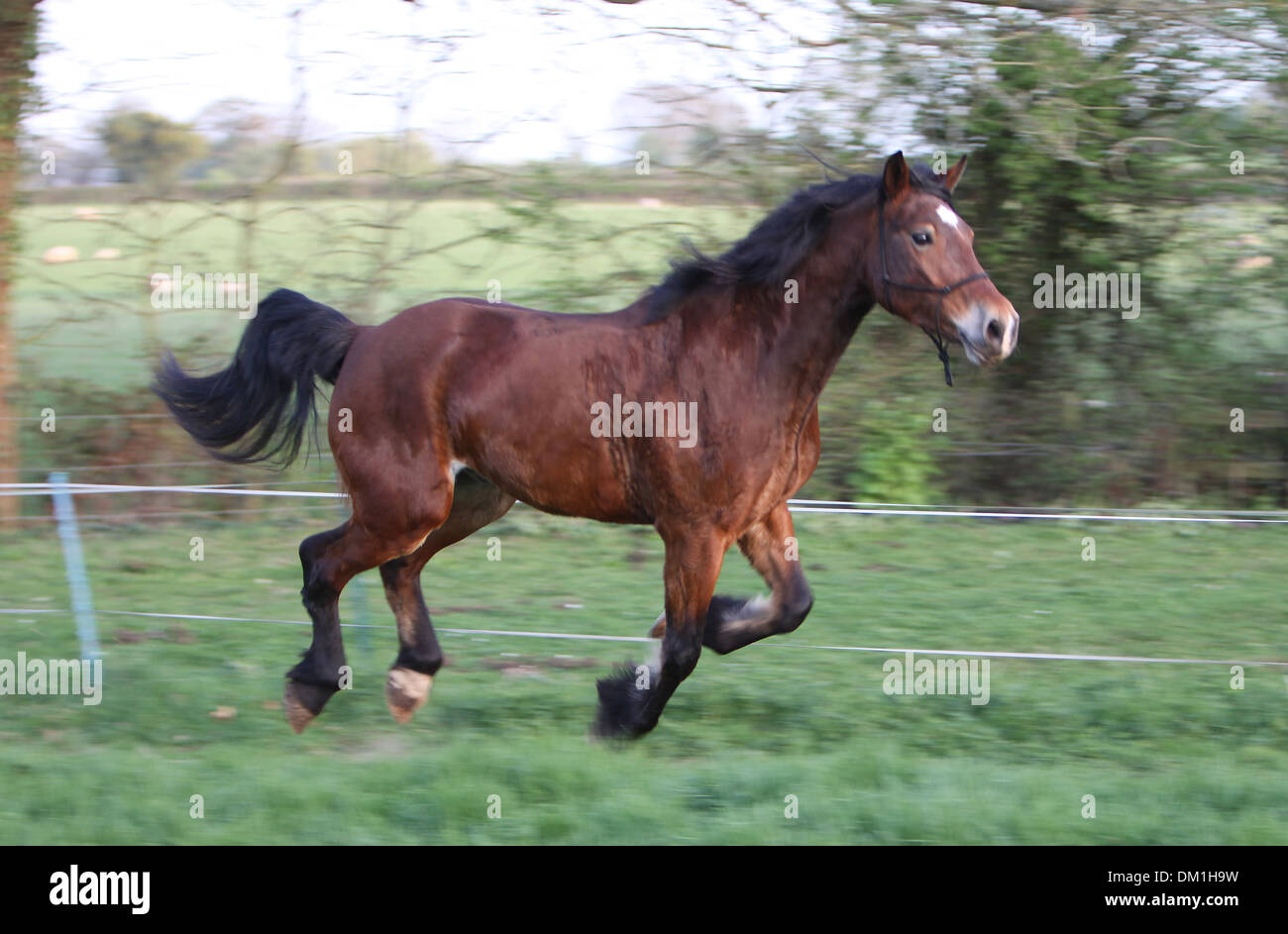 Animal canter cantering field gallop galloping horse hi-res stock ...