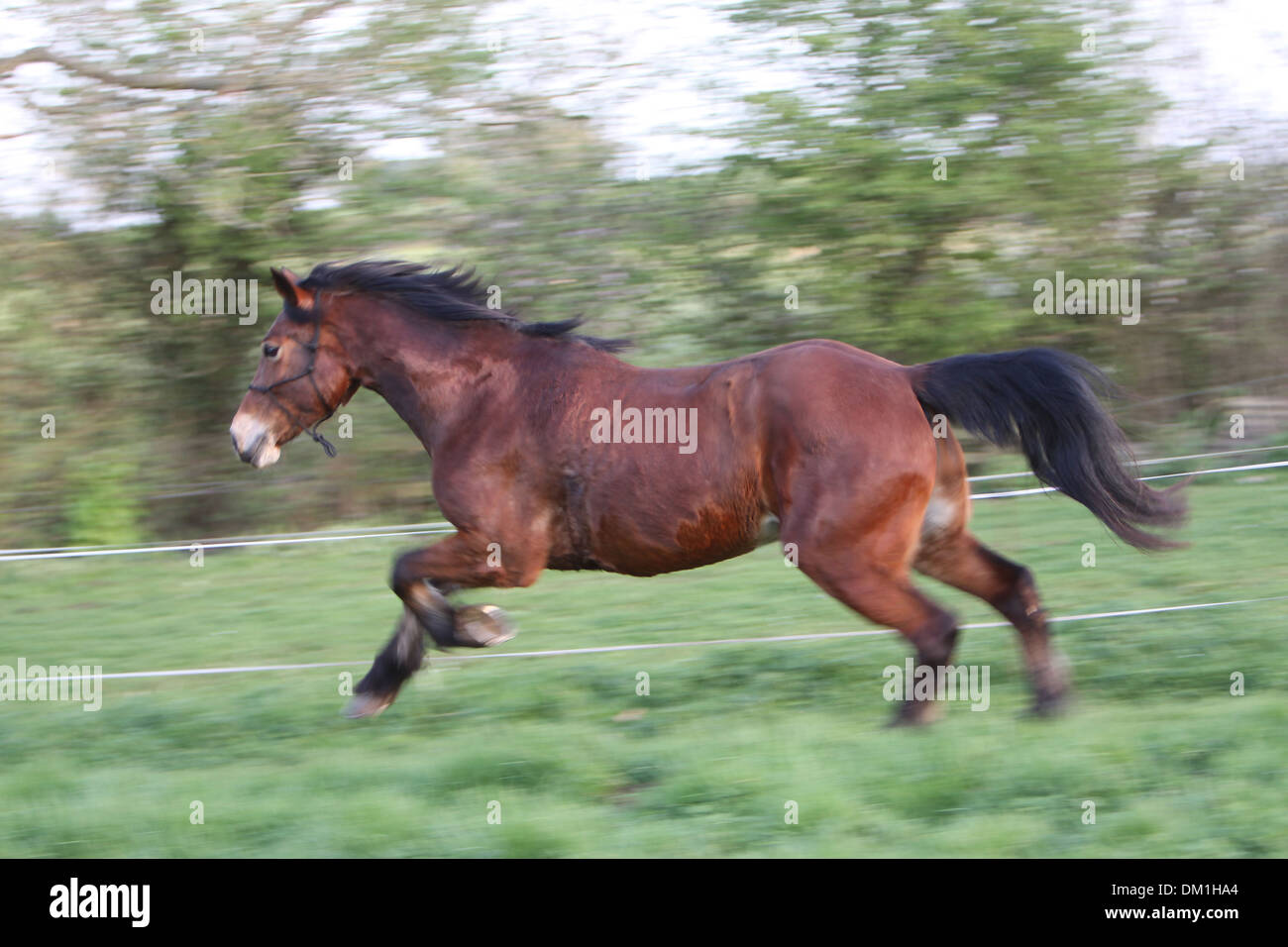 A beautiful bay Welsh Cob cantering in his field Stock Photo - Alamy