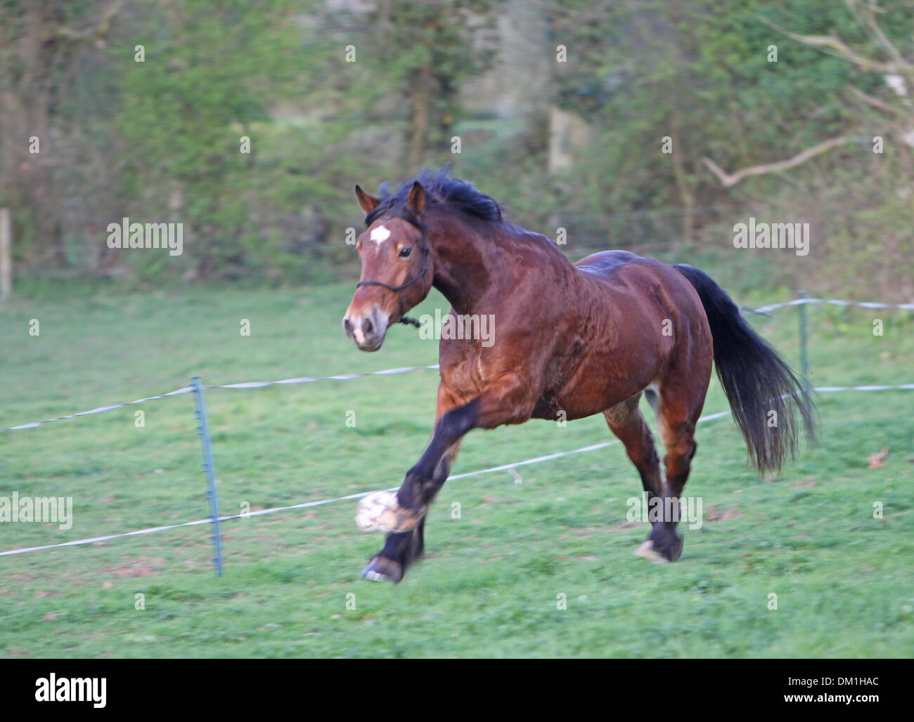 A beautiful bay Welsh Cob cantering in his field Stock Photo - Alamy