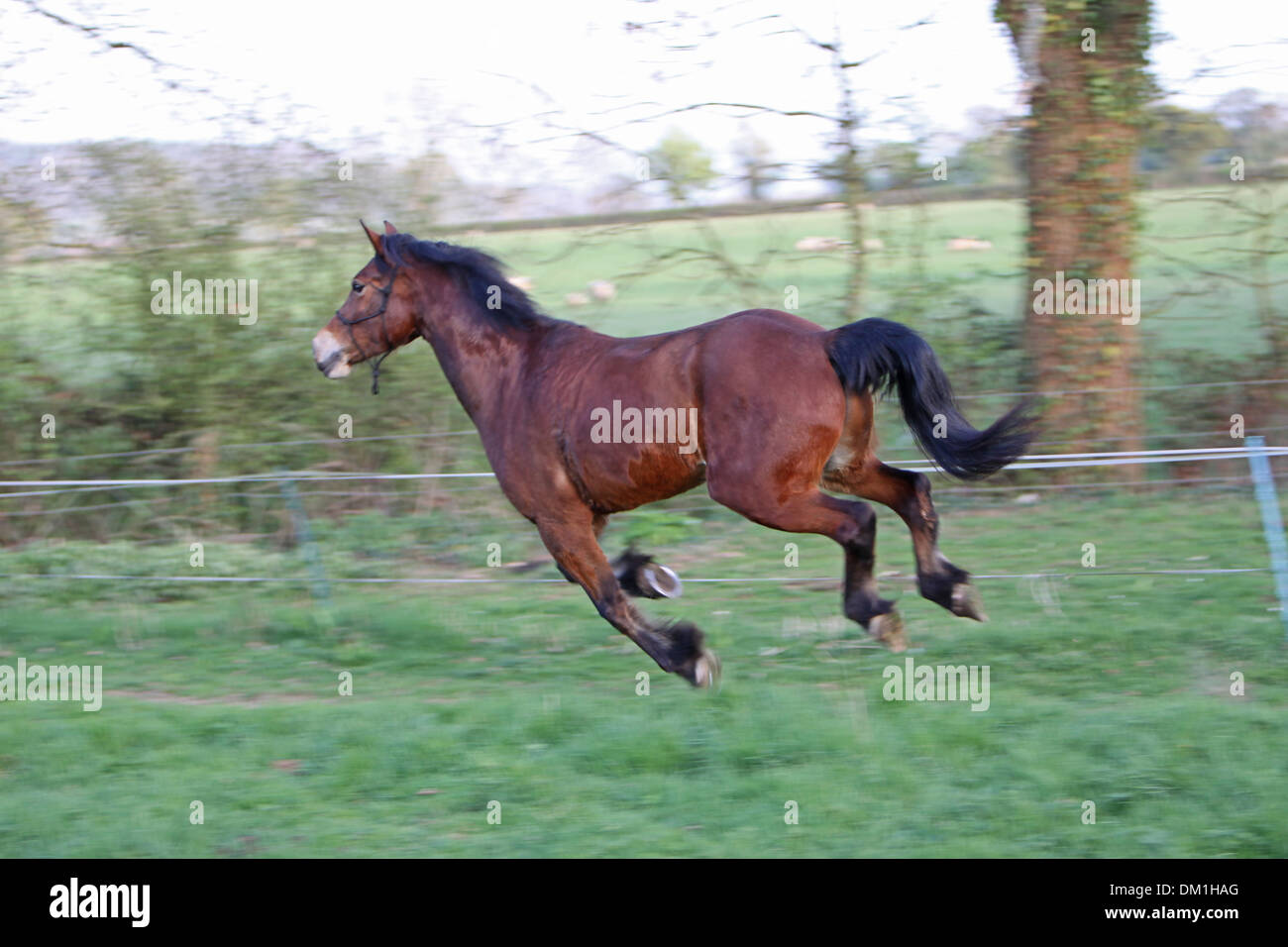 A beautiful bay Welsh Cob cantering in his field Stock Photo - Alamy