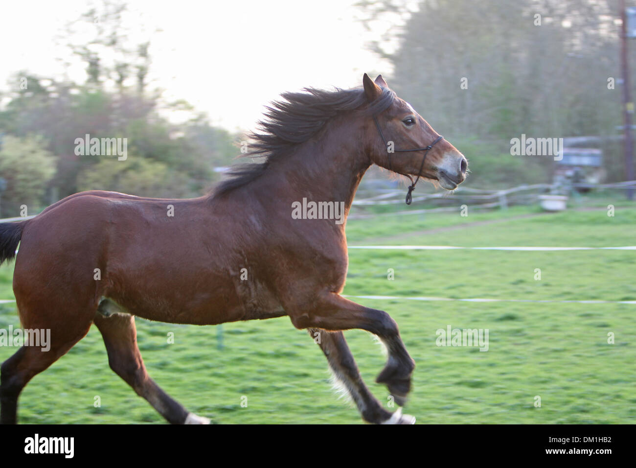 Animal canter cantering field gallop galloping horse hi-res stock ...