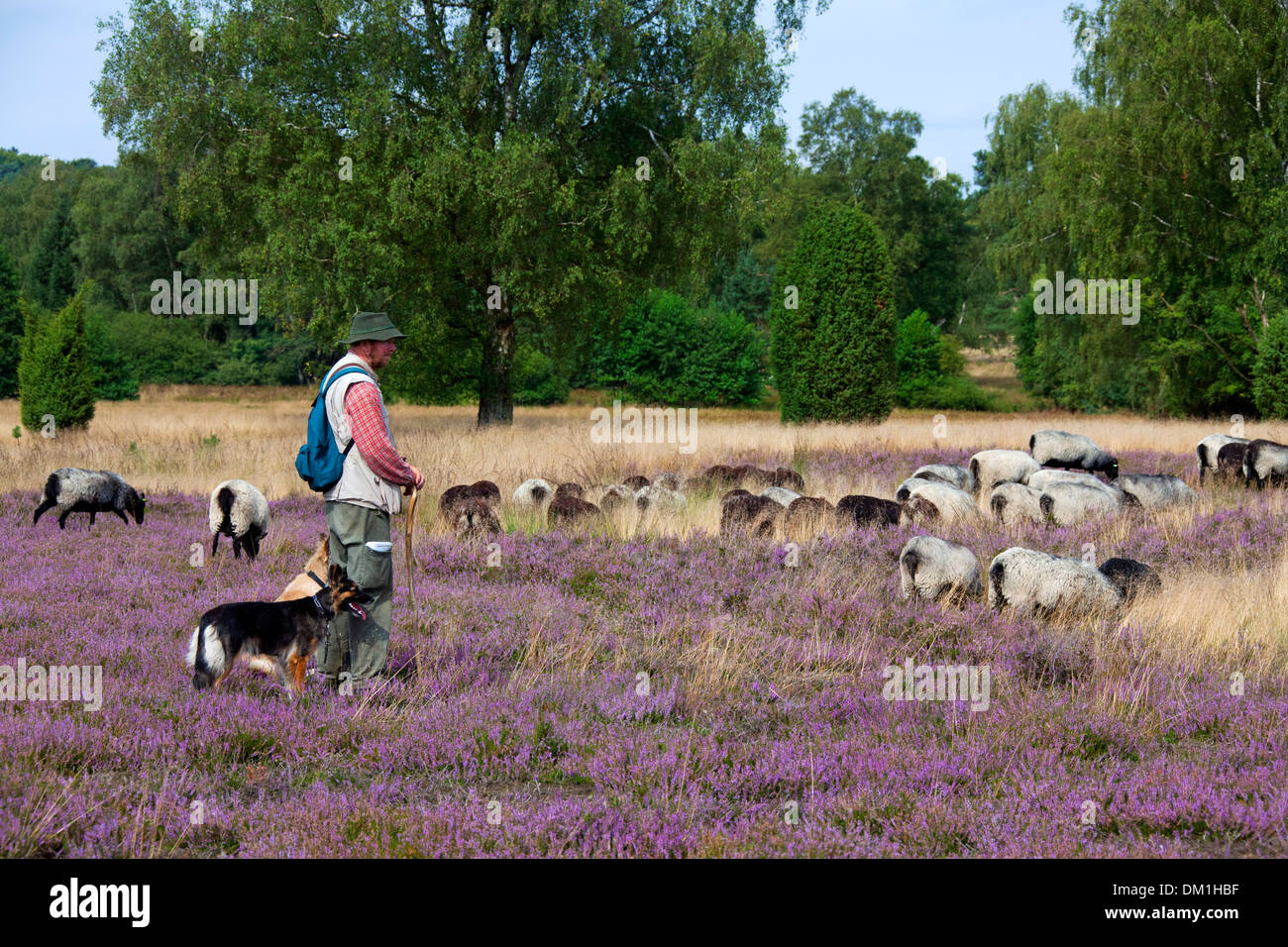 Sheepdog herding sheep hi-res stock photography and images - Alamy