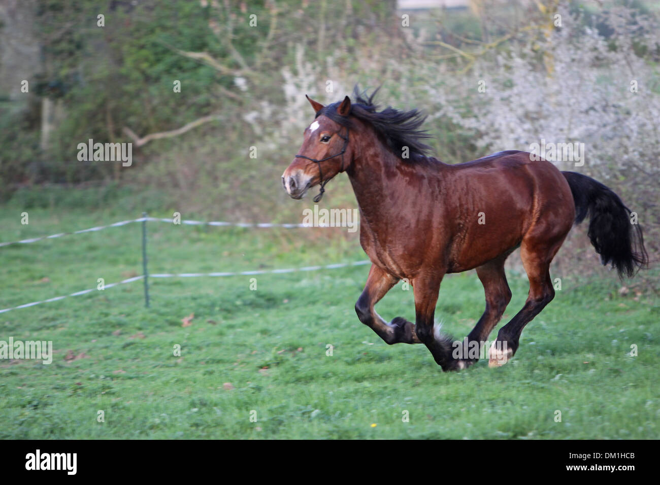 Animal canter cantering field gallop galloping horse hi-res stock ...