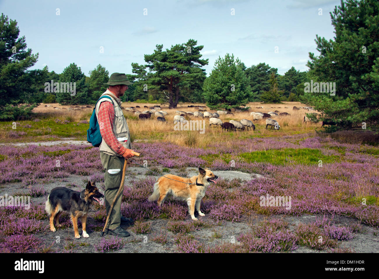 Shepherd sheep dog herding sheep hi-res stock photography and images ...